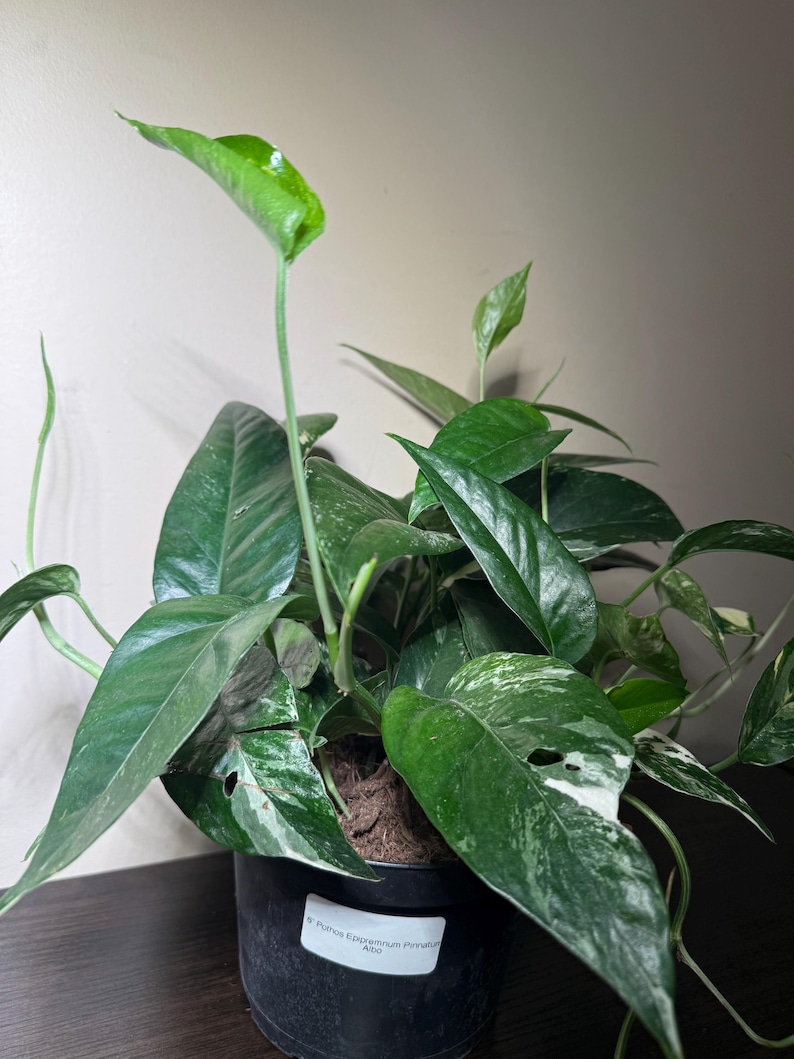 Pothos Epipremnum Pinnatum Albo - Etsy