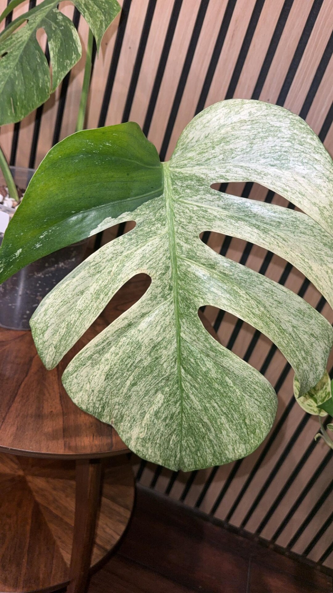 Monstera Mint – Rare Variegated Monstera - Etsy