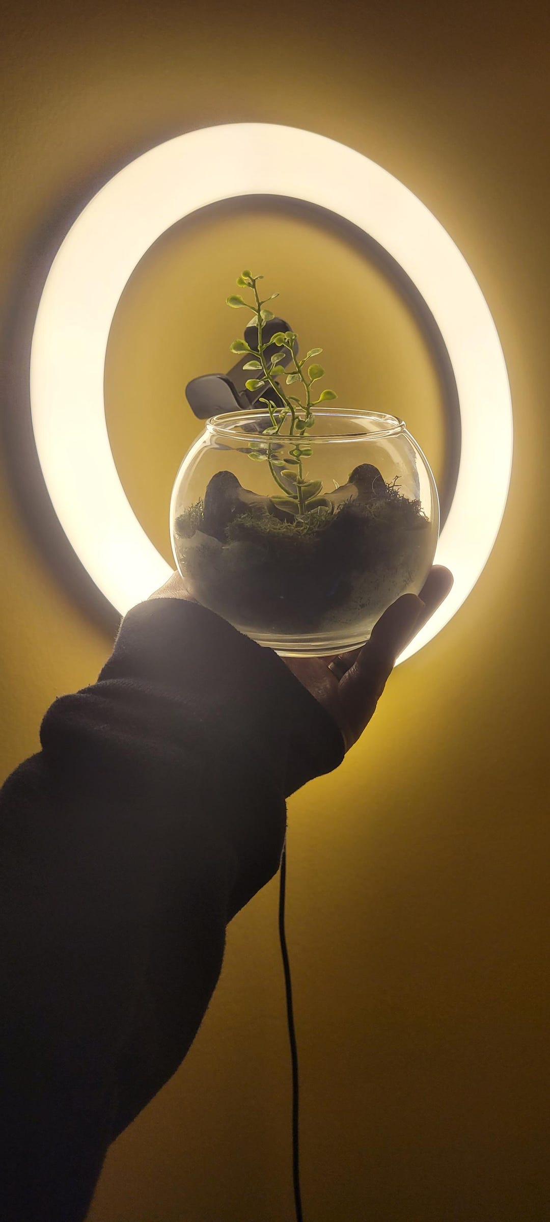 Oddity Piece - "fish Bowl" Style Glass With Deer Sacrum, Moss, and Faux ...