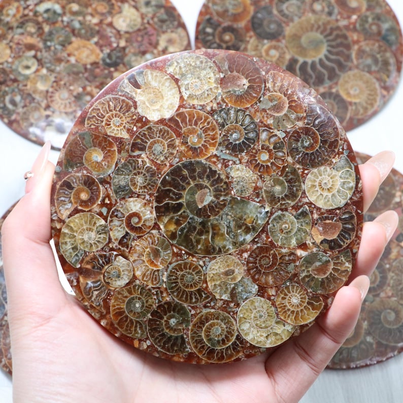 Ammonite Fossil Disc - 4.33-5.12in Randomly Assembled Circular Disc of ...