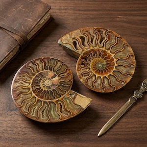 Natural Ammonite Fossil Slice - 0.11-0.66lb Prehistoric Spiral Decor ...