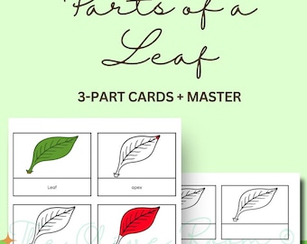 Parts of a Poinsettia Nomenclature 3-part Cards & Blackline Master ...