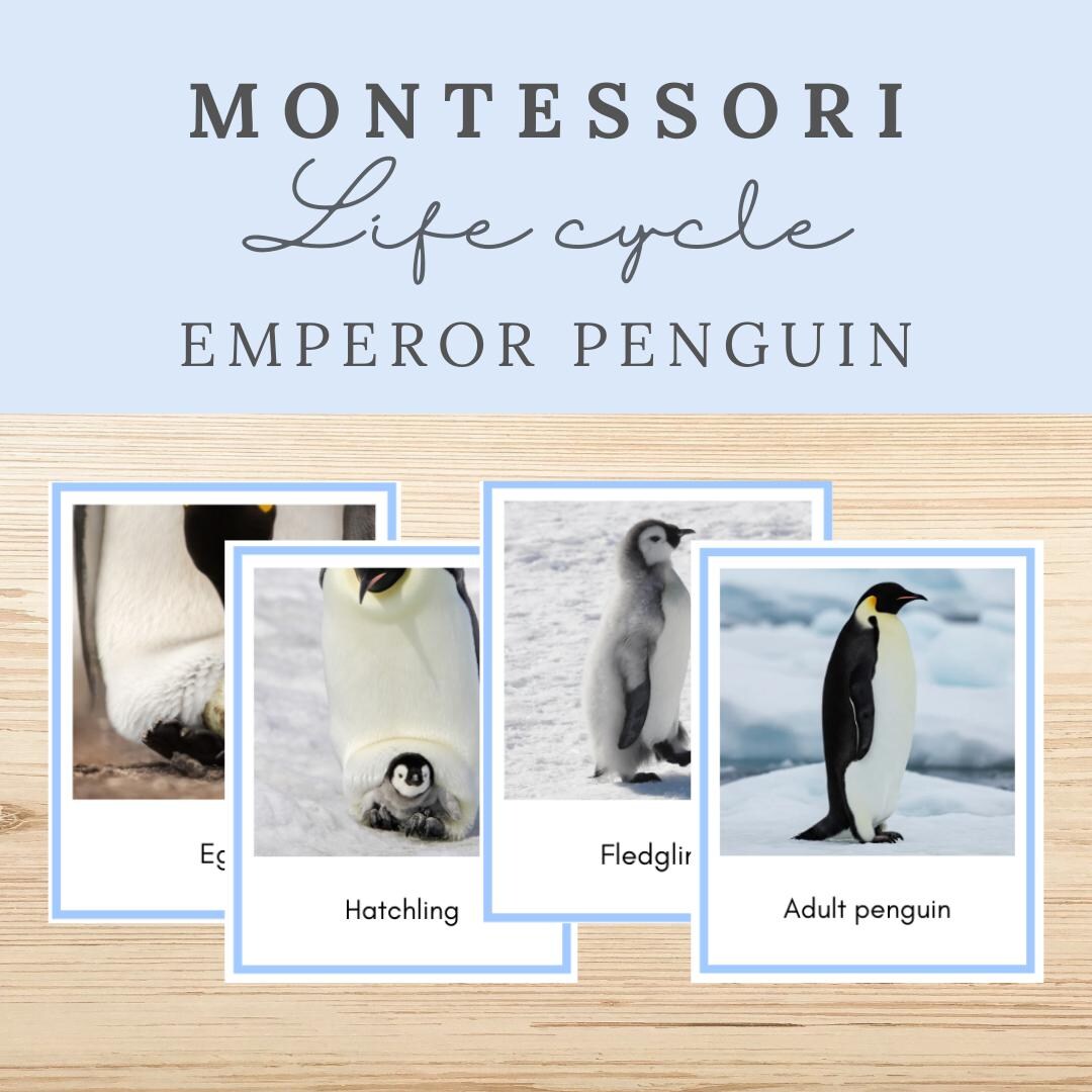 Life Cycle of an Emperor Penguin - Montessori Nomenclature Cards - Etsy
