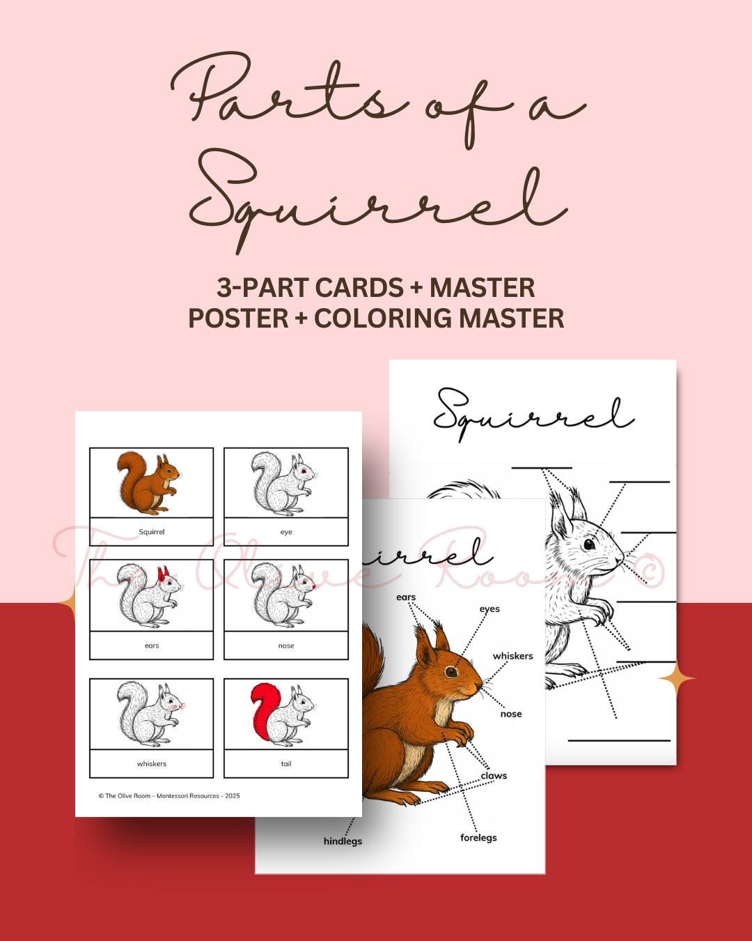 Parts of a Squirrel - Montessori Mammals Nomenclature 3-part Cards ...