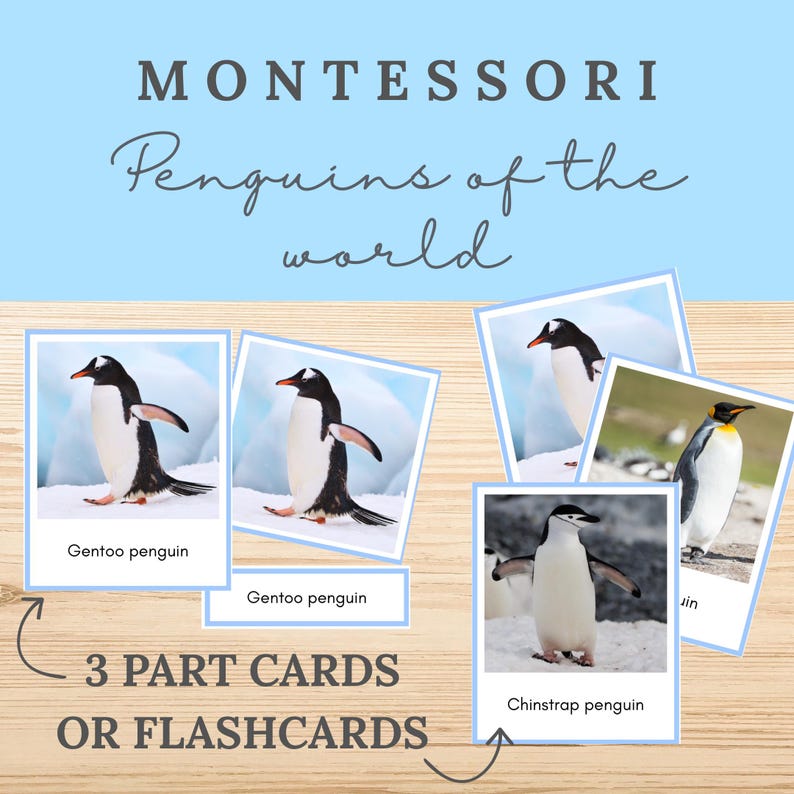Penguins of the World – 3-part Cards & Flash Cards - Etsy