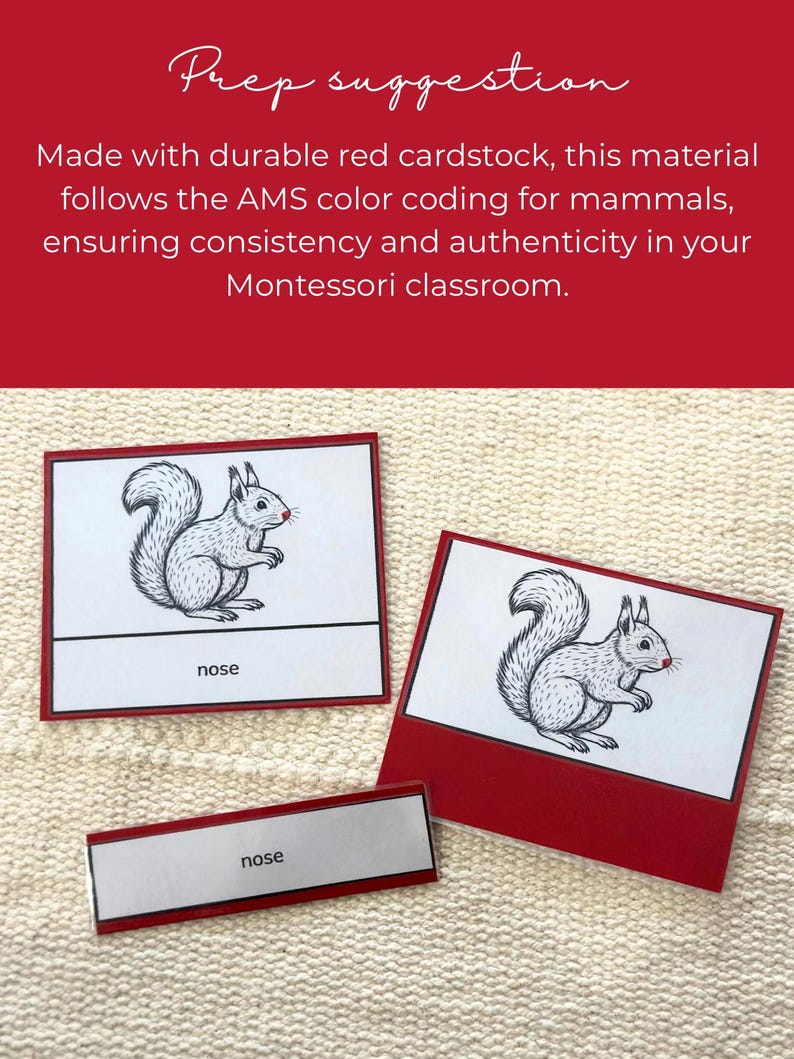 Parts of a Squirrel - Montessori Mammals Nomenclature 3-part Cards ...