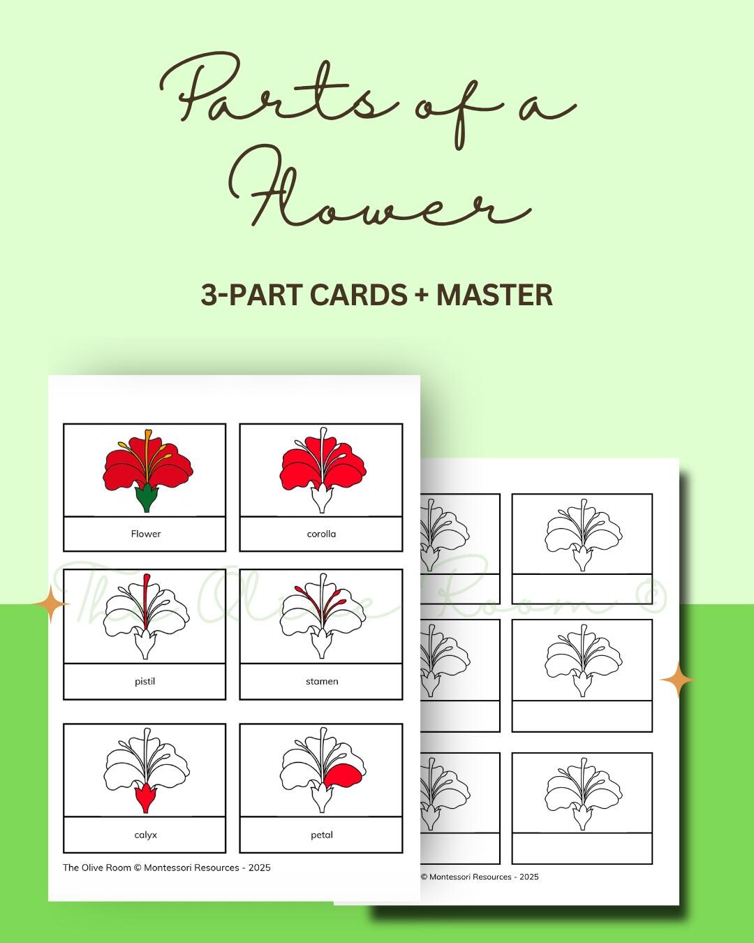 Parts of a Flower - Montessori Botany Shelf Nomenclature 3-part Cards ...