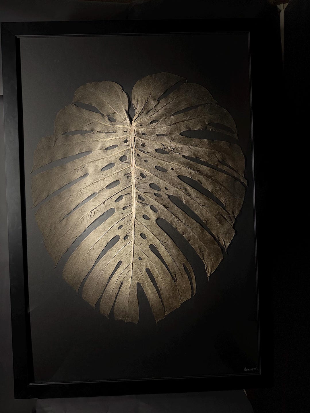 Original Framed Monstera Skeleton - Etsy