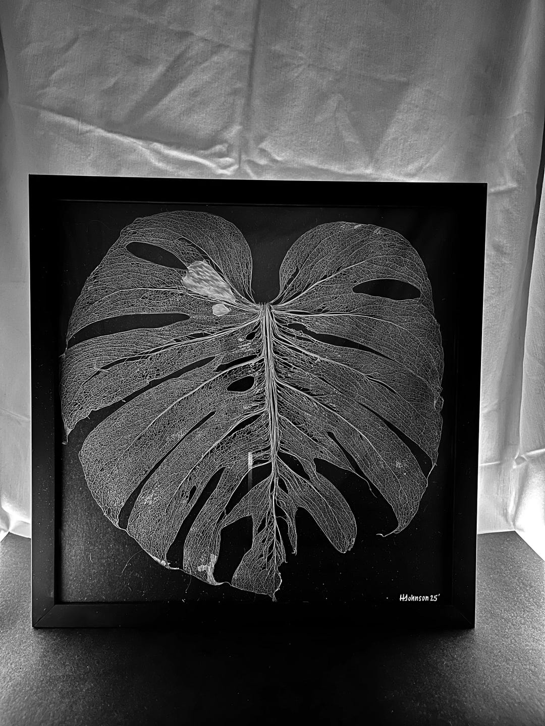 Original Framed Monstera Skeleton - Etsy