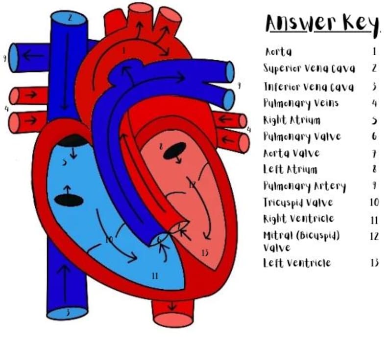 Heart Anatomy Printable Diagram + Answer Key - Etsy