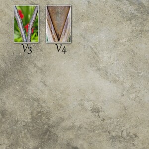 LETTER V Alphabet Photography LETTERS - Color Alphabet Photos - Etsy