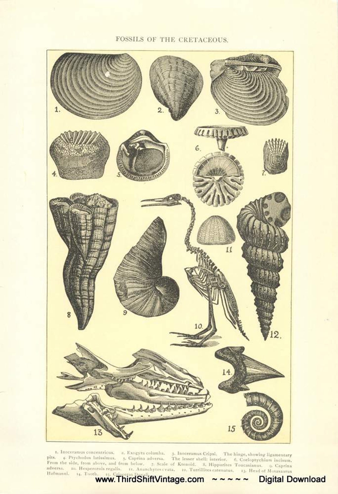 Digital Download "fossils of the Cretaceous" Illustration (c.1900s ...