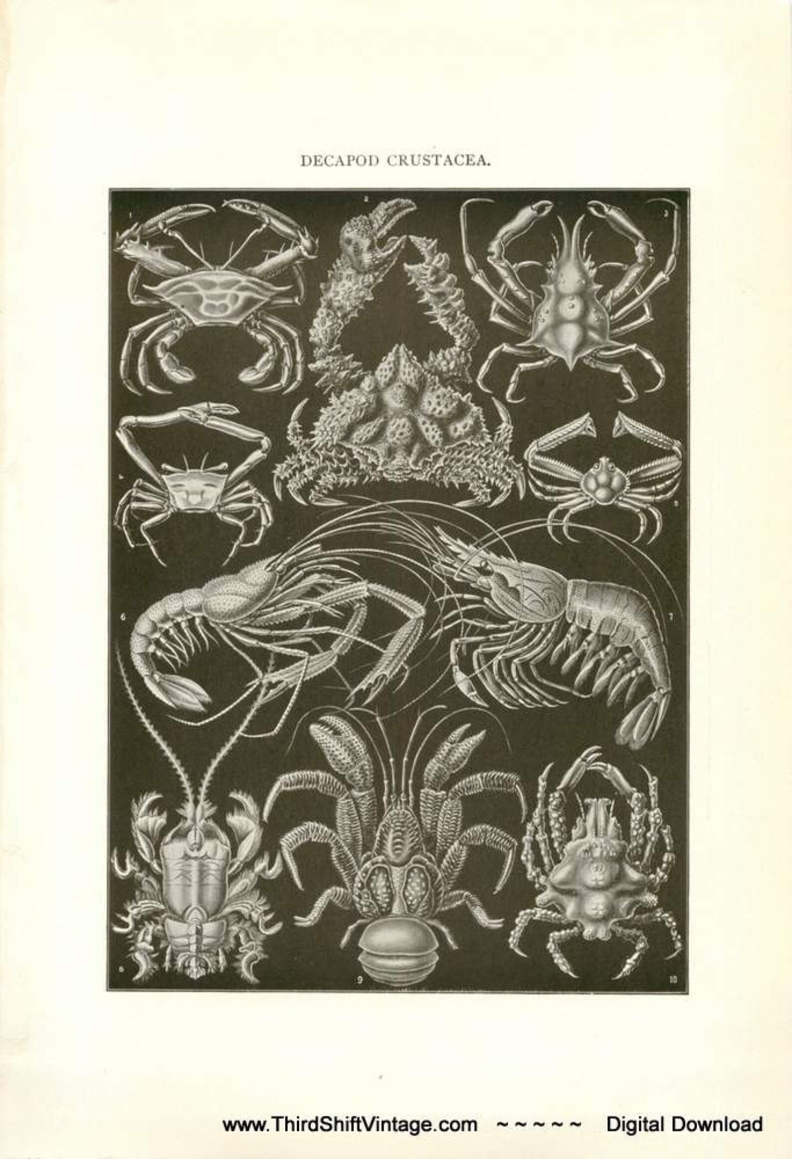 Digital Download decapod Crustacea Illustration - Etsy