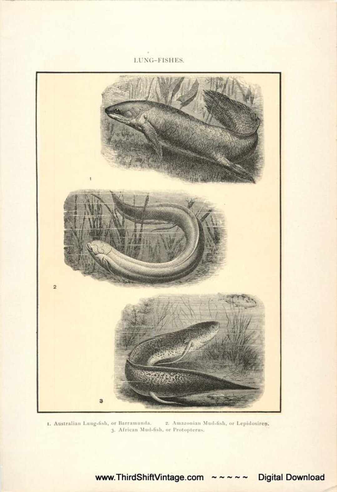 Digital Download lung-fishes Illustration - Etsy