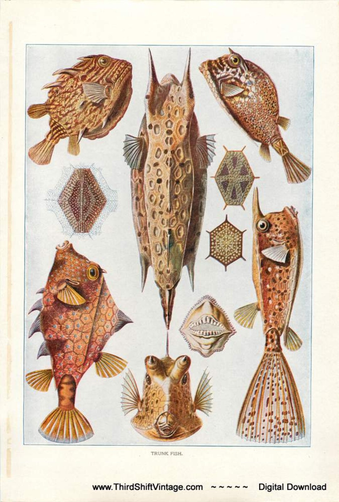 Digital Download trunk Fish Illustration c.1900s Instant Download ...