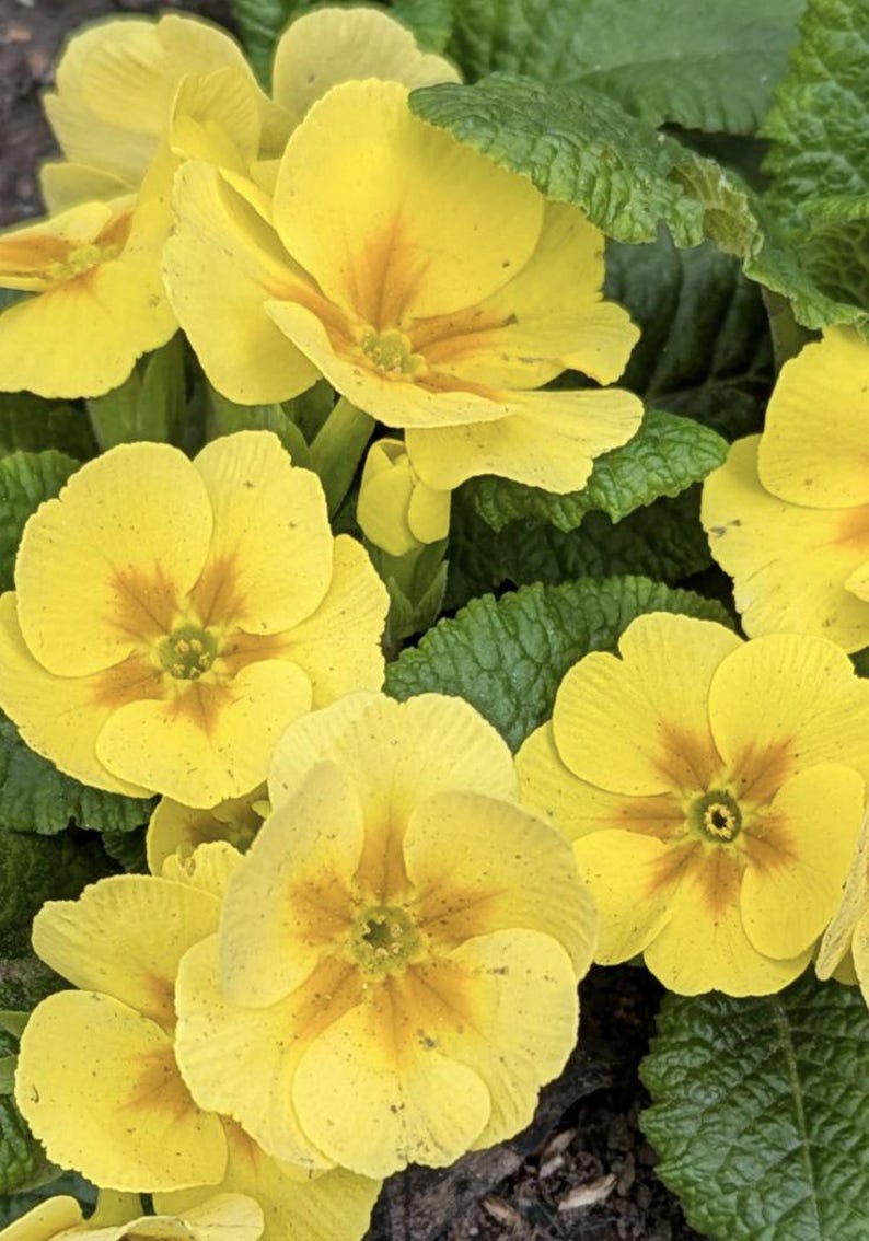 Yellow Common Evening Primrose Seeds | Heirloom Non-gmo Flower | Night ...