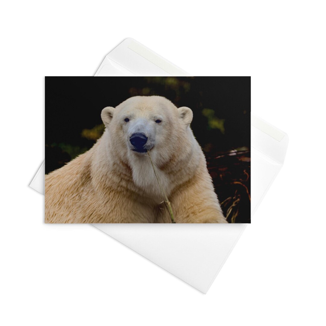 Polar Bear Greeting Card – Wildlife Photography at the Oregon Zoo ...