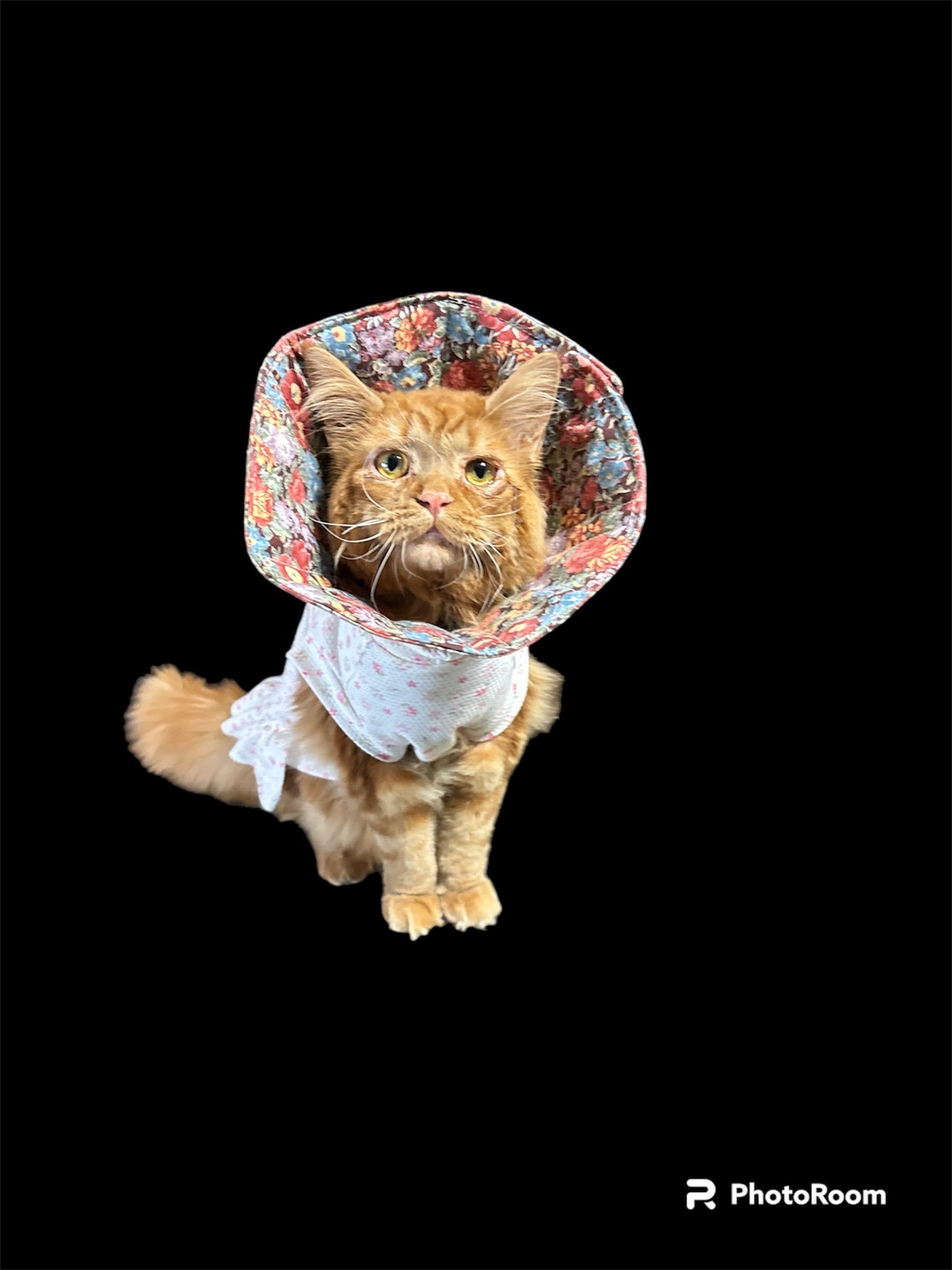 Stylish Elizabethan Collar: Handmade Cat Cone for Cats With a Flair for ...