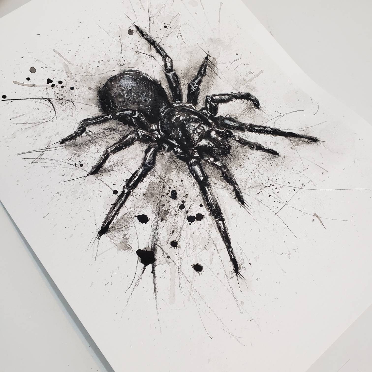 Australian Funnel Web Spider