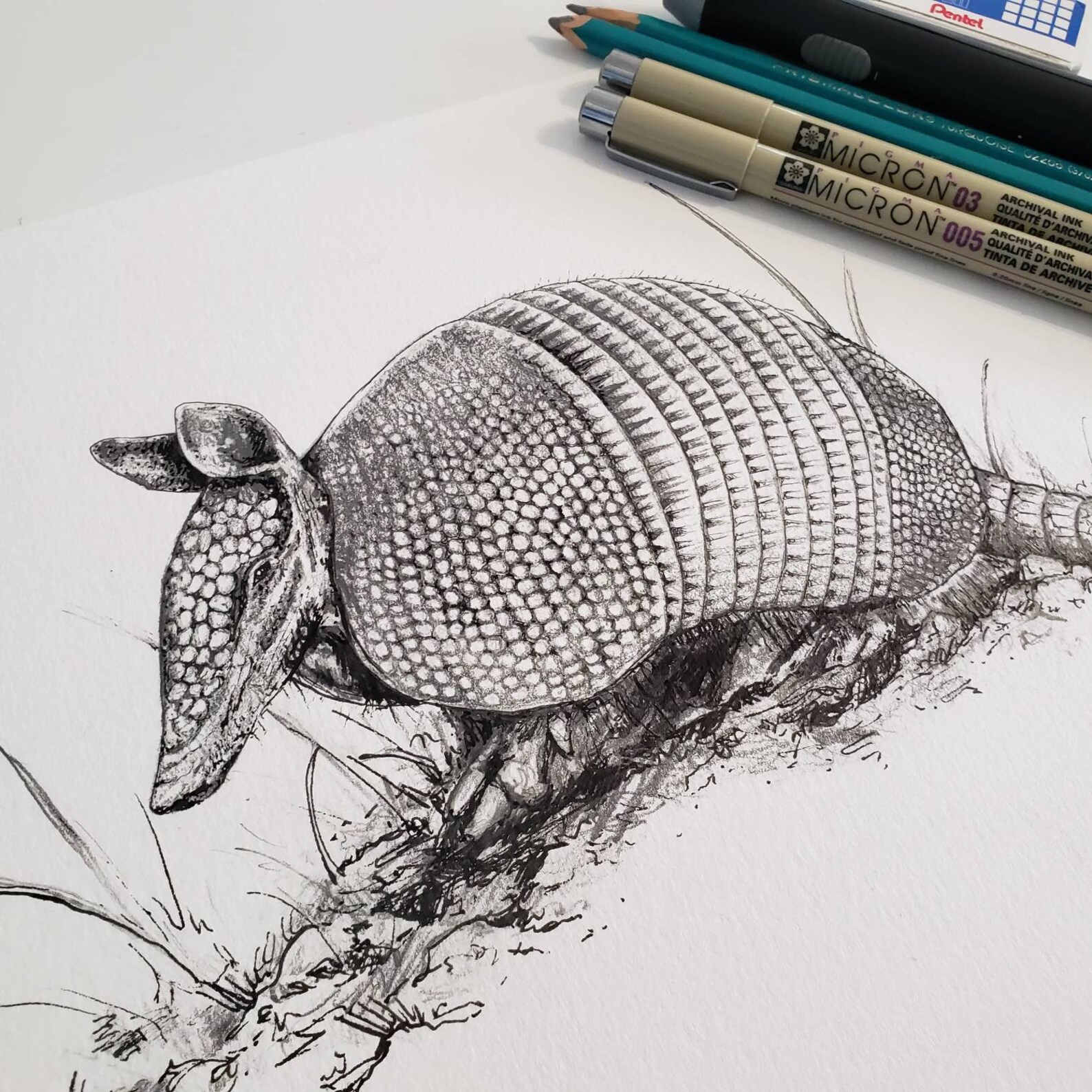 Armadillo Nine-banded Original Pen and Ink Illustration Art - Etsy