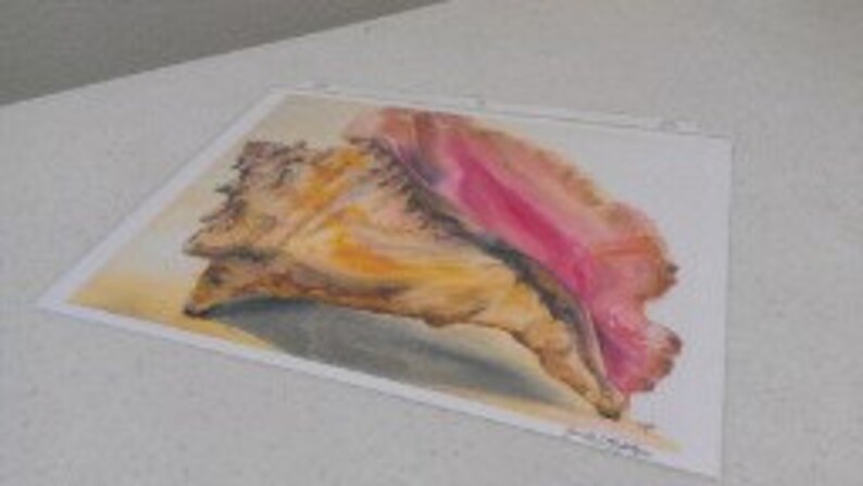 Queen Conch Shell Art PRINT Original Oil Painting Seashell - Etsy