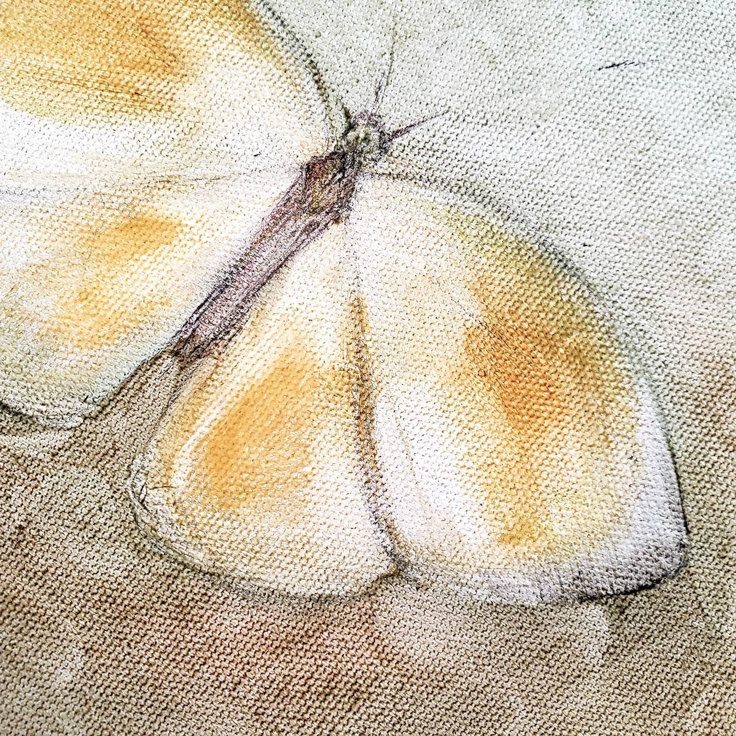 Clouded Sulfur Butterfly Still Life Art PRINT Original Oil | Etsy
