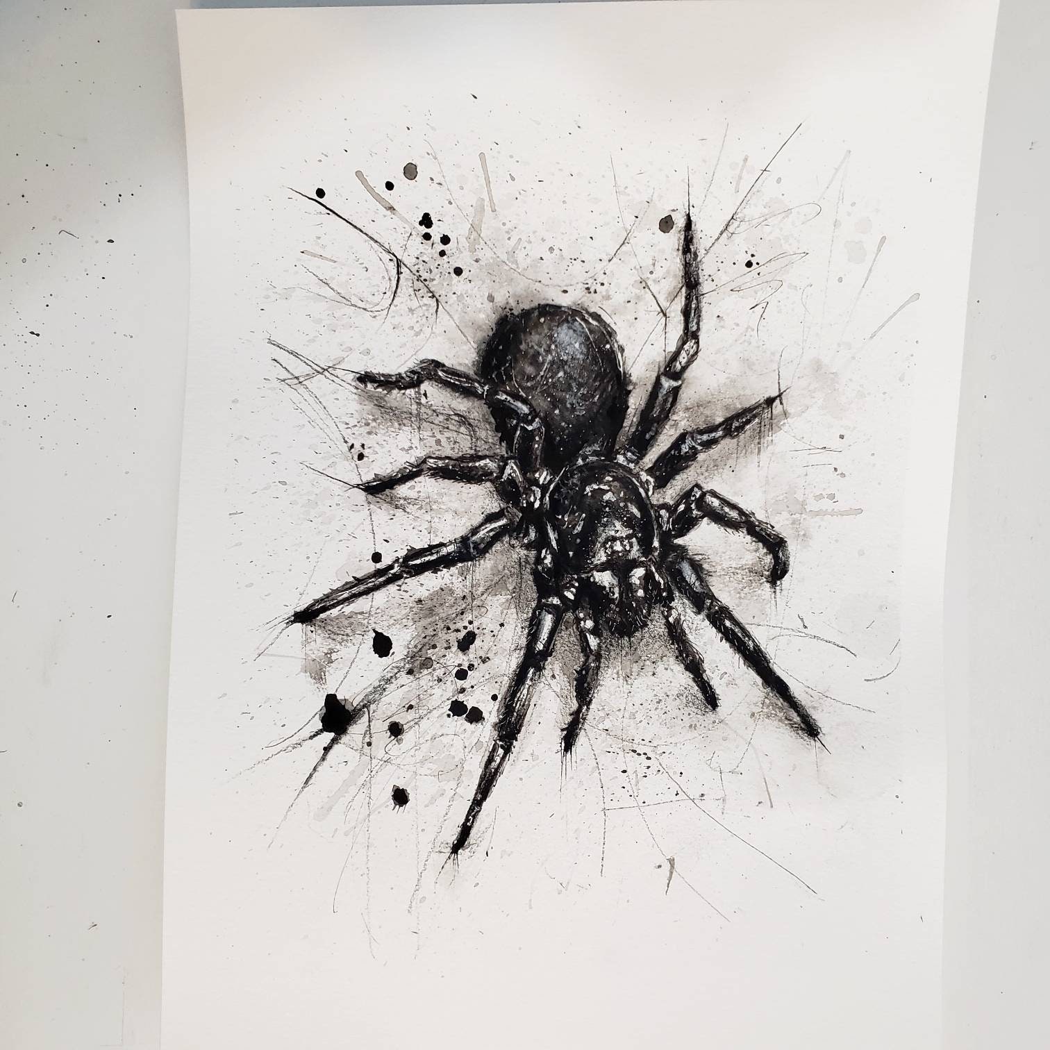 Australian Funnel Web Spider Atracidae Original Art PRINT - Etsy UK