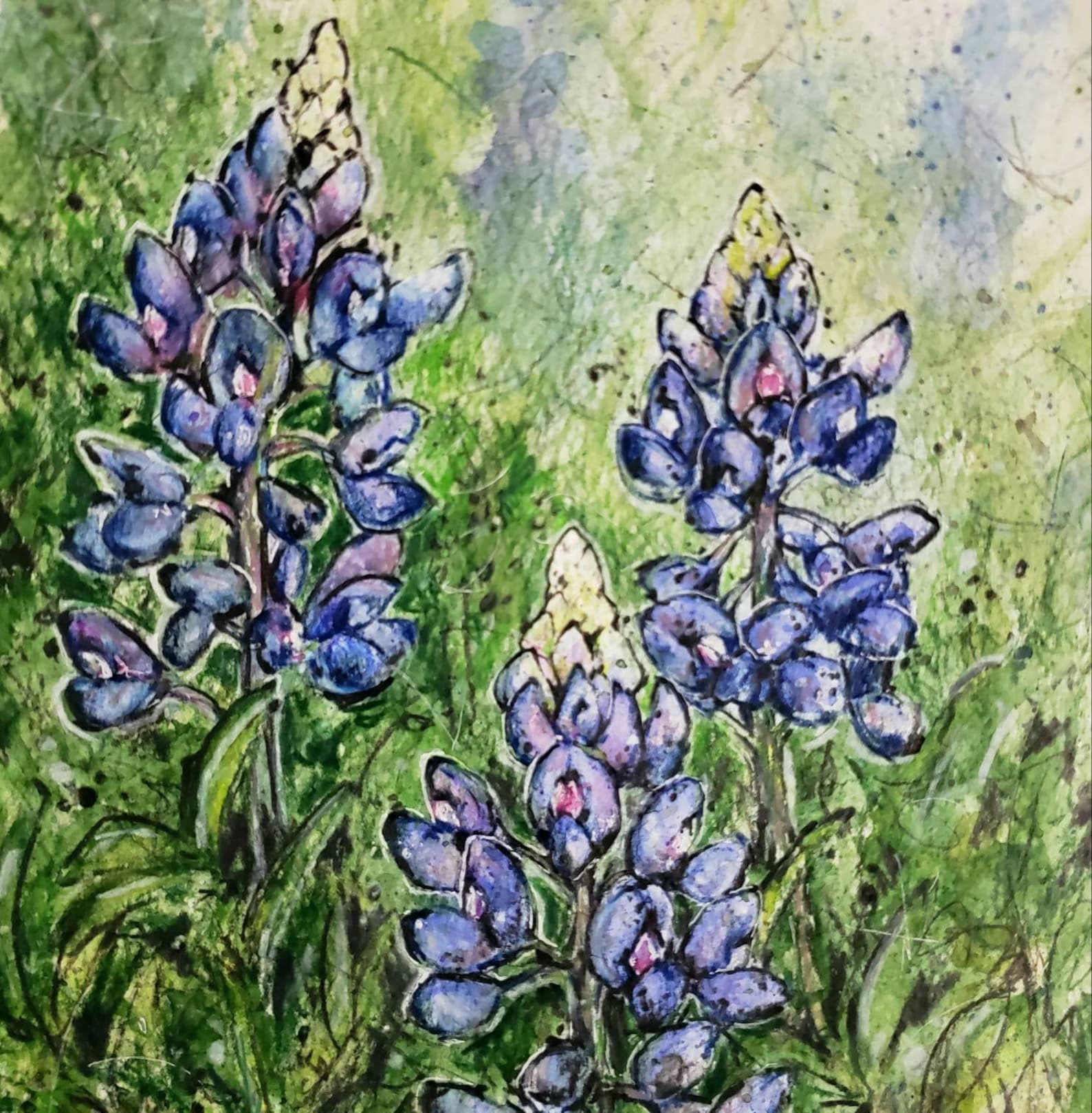 Texas Bluebonnet- Art PRINT, Watercolor Illustration Artwork, Texas ...
