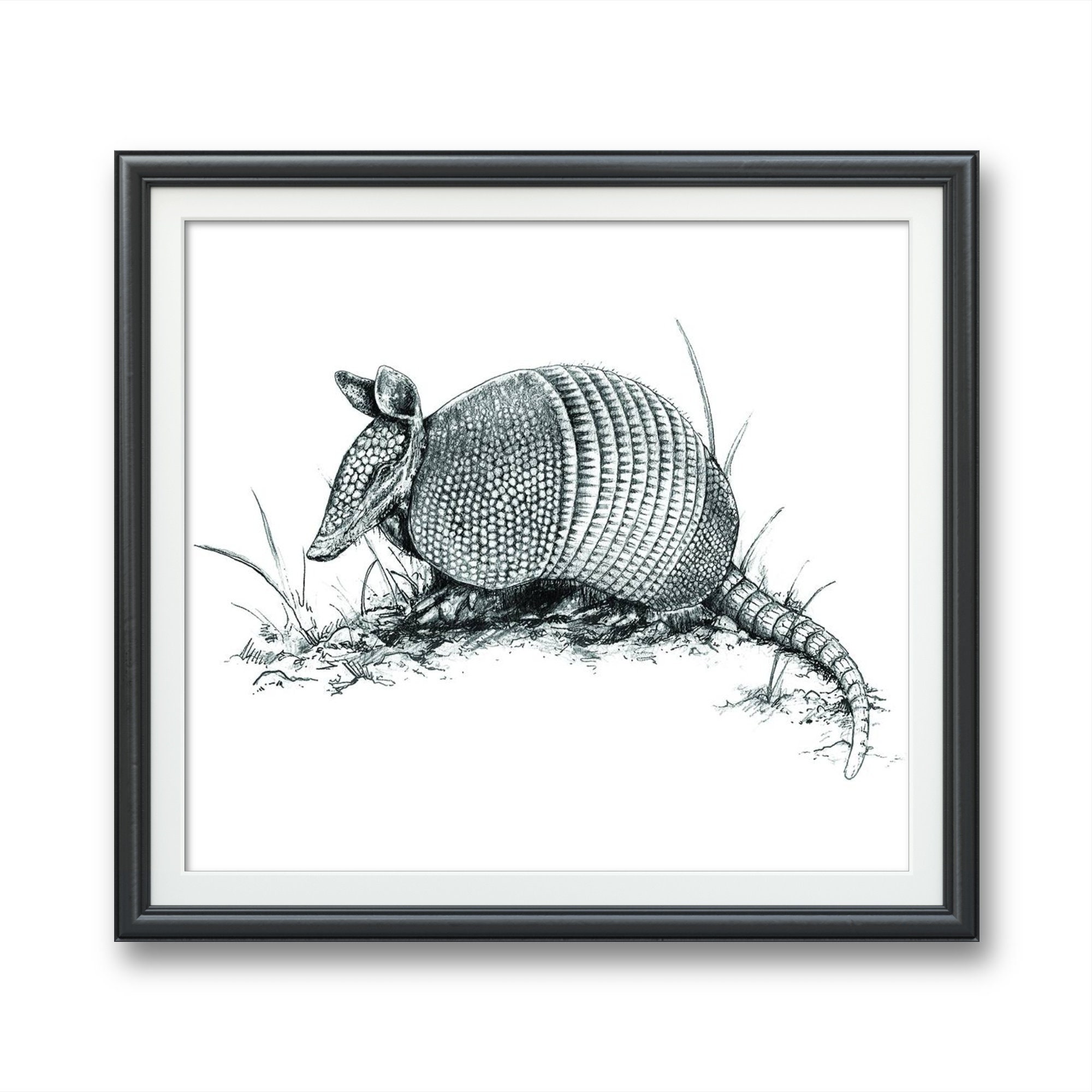 Black And White Armadillo