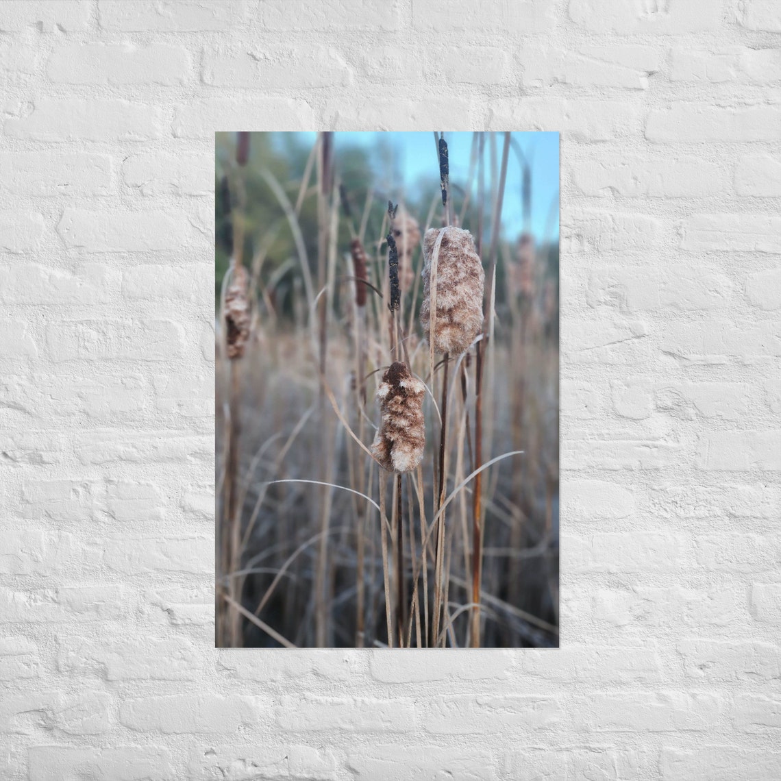 FUZZY CATTAILS PRINT - Northern Michigan Nature Photography - Unframed ...