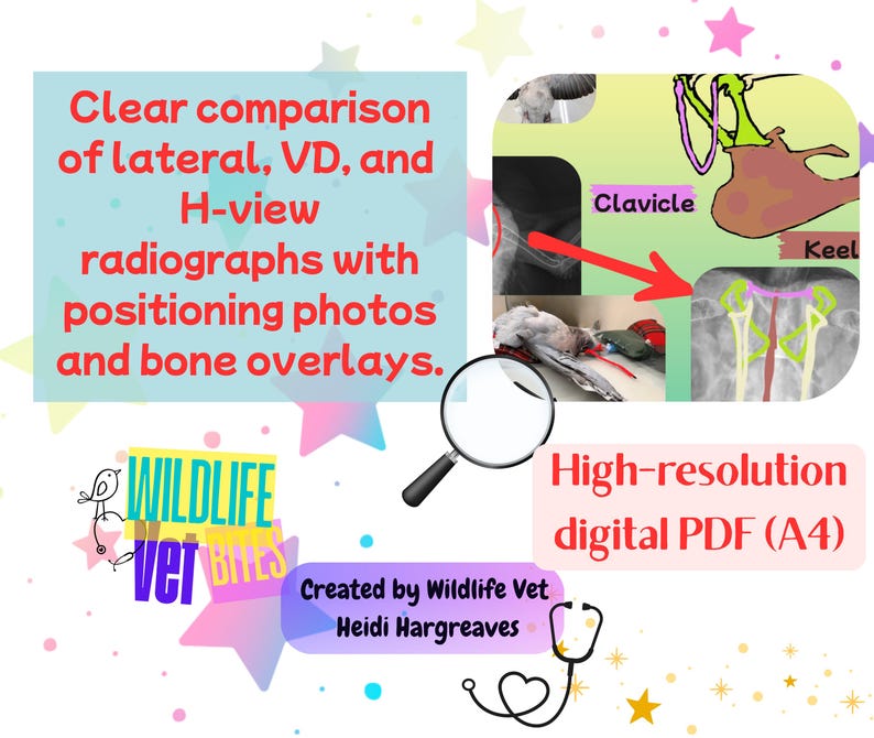 Avian Pectoral Girdle Quick Reference Poster | Bird Radiography Guide ...