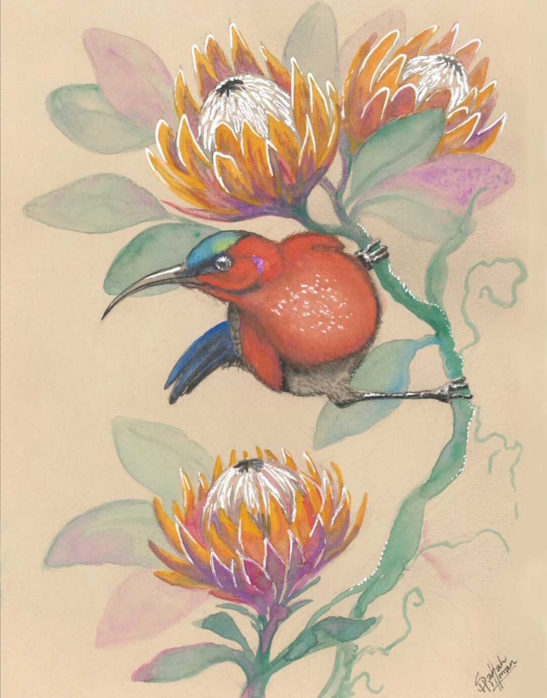 Crimson Sunbird Watercolor Print - Art Printed on Watercolor Paper for ...