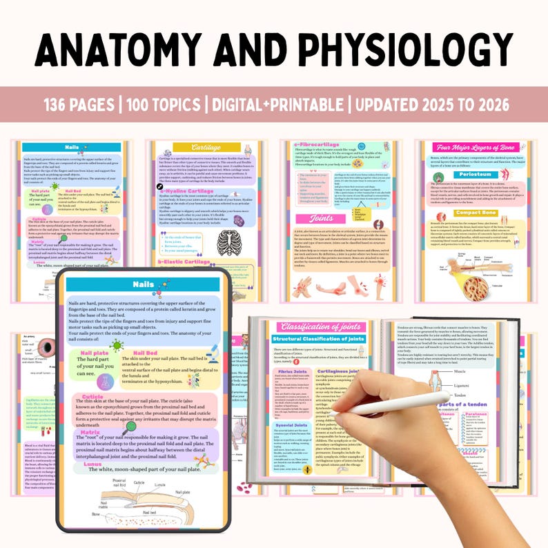 Anatomy and Physiology Notes Mega Bundle Vol 2 | Human Anatomy ...