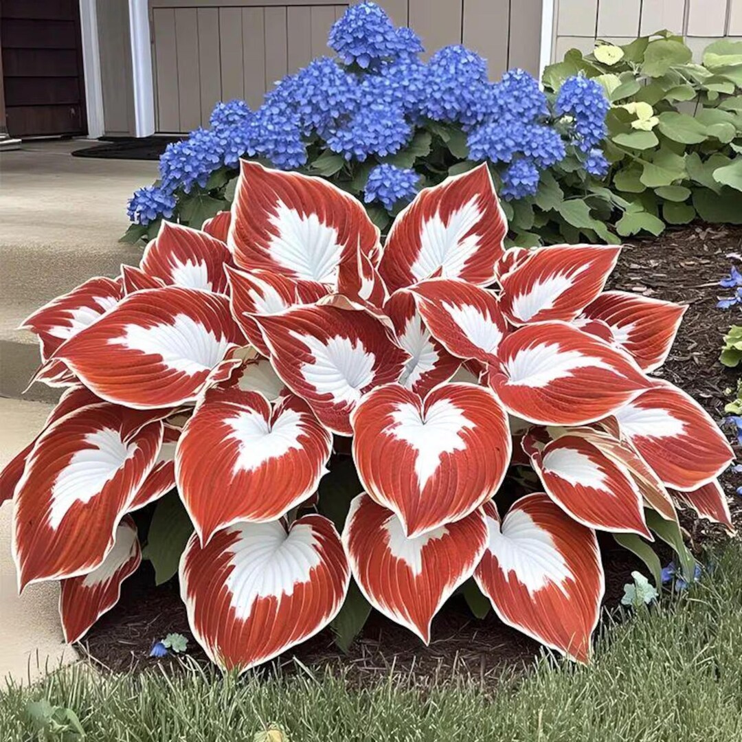 Orange White Hosta Perennial Garden Seeds - Etsy
