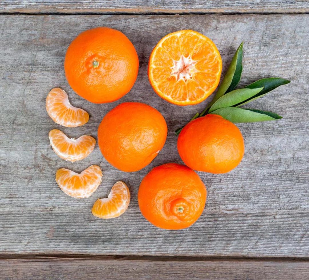 Live Ponkan Mandarin Tree – 3 Gal Pot – Approx. 2-3 Feet Tall – Fruit ...