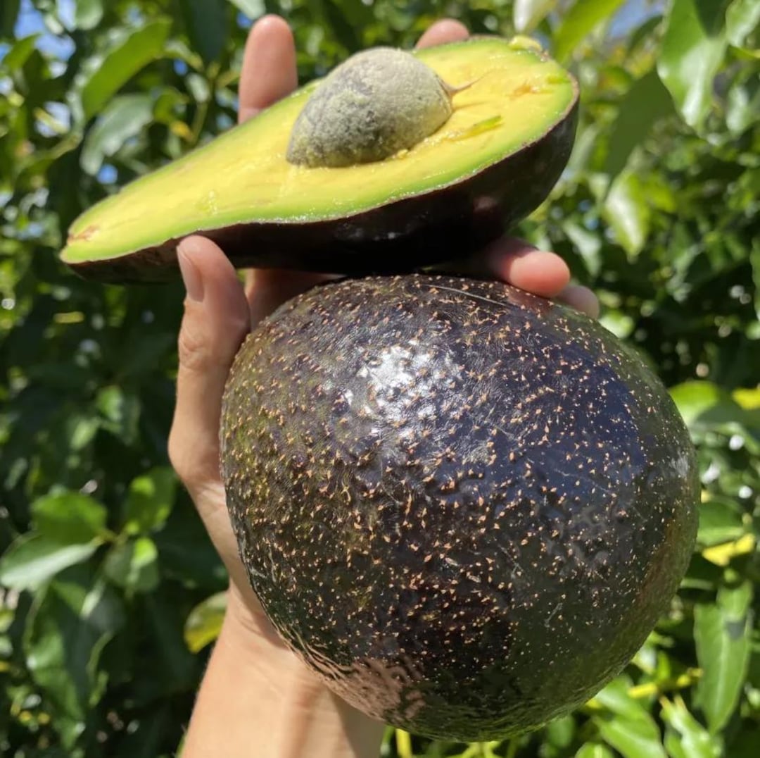 Live Super Hass Avocado Tree – 3 Gal Pot – 1–2 Ft Tall – Fruit-bearing ...