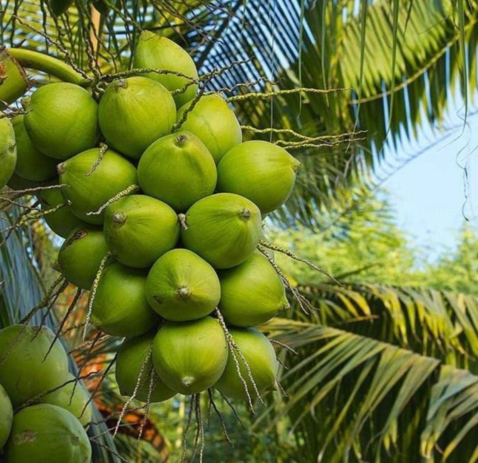 Live Green Malayan Coconut Tree – 3 Gal Pot – Approx. 3 Feet Tall ...