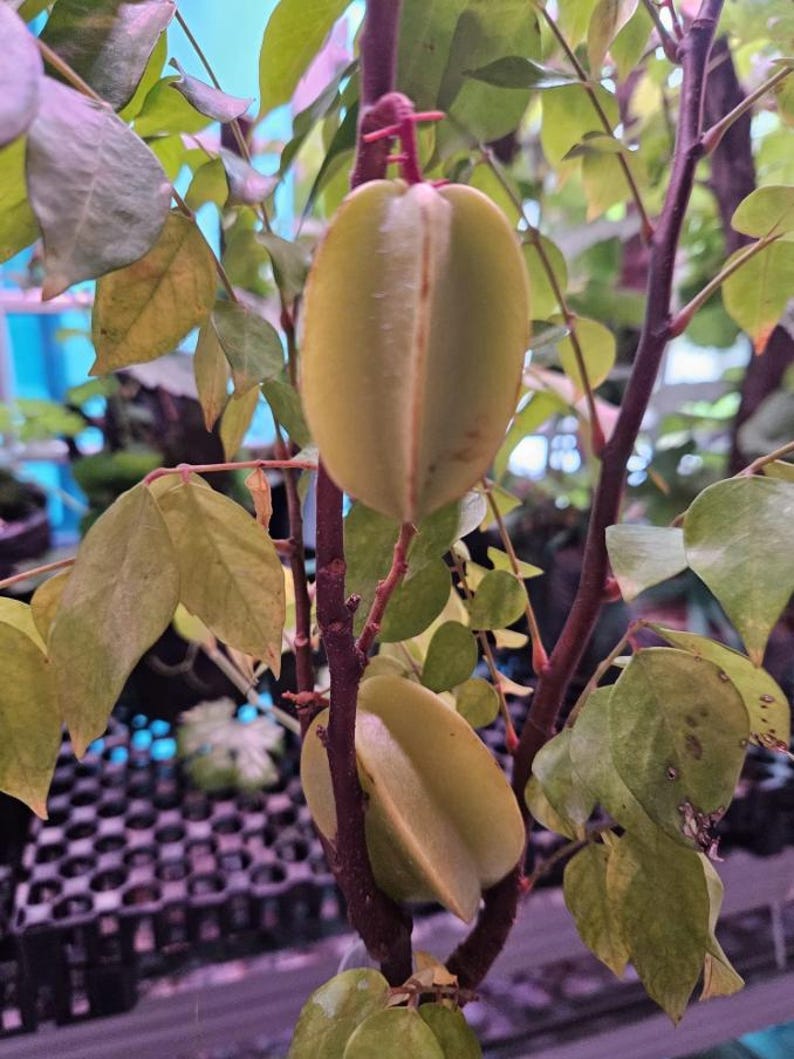 Live Sweet Starfruit Tree – 3 Gal Pot – Grafted – Fruit-bearing ...