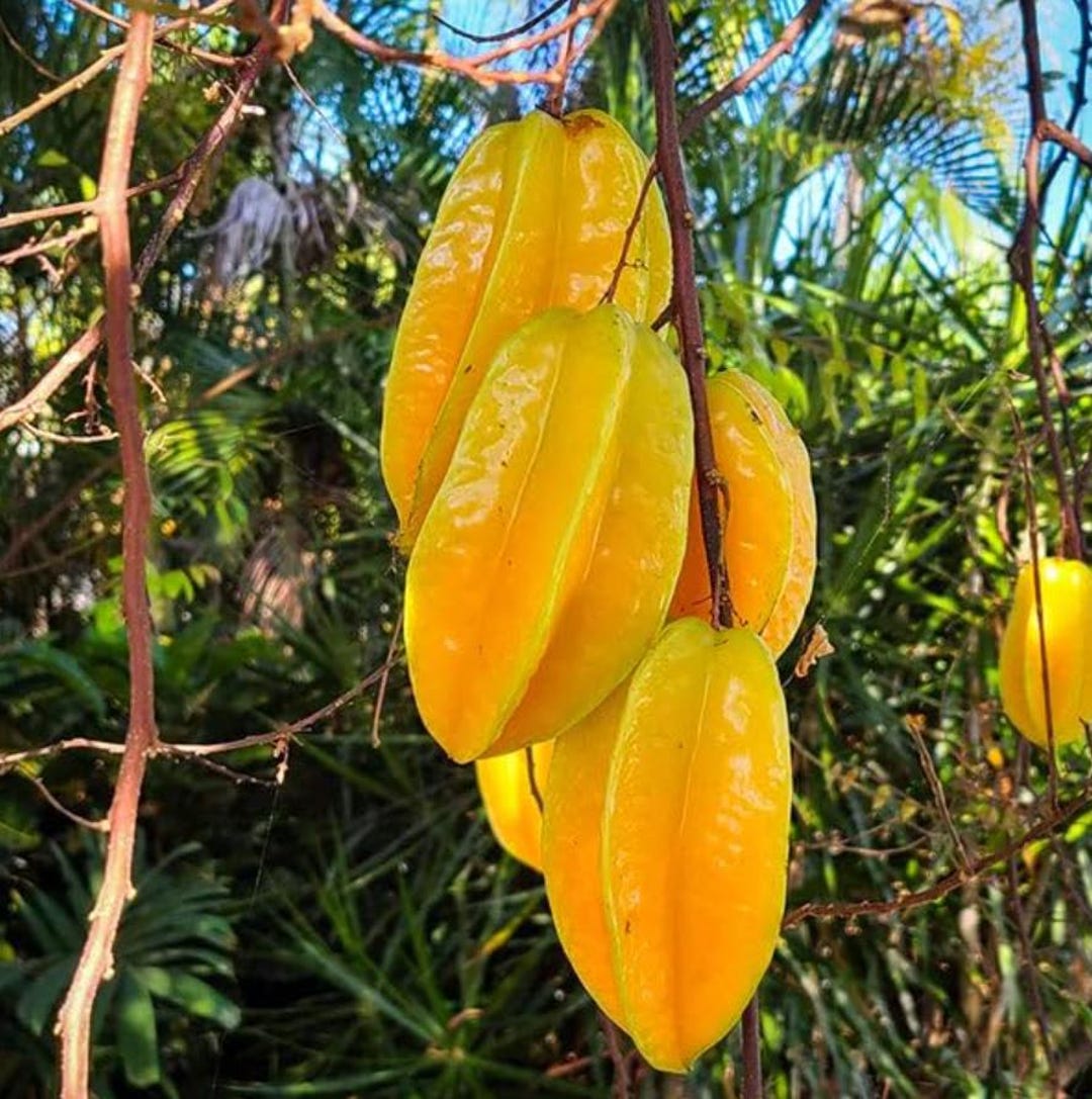 Live Sweet Starfruit Tree – 3 Gal Pot – Grafted – Fruit-bearing ...