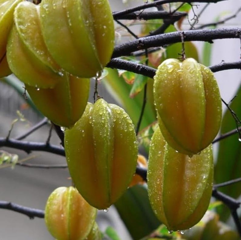 Live Sweet Starfruit Tree – 3 Gal Pot – Grafted – Fruit-bearing ...
