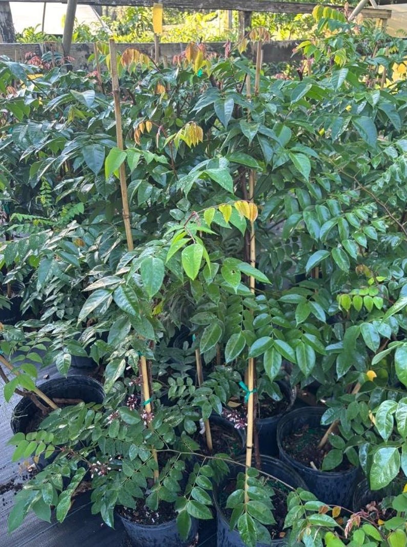 Live Sweet Starfruit Tree – 3 Gal Pot – Grafted – Fruit-bearing ...