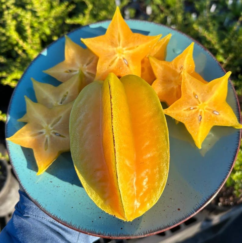 Live Sweet Starfruit Tree – 3 Gal Pot – Grafted – Fruit-bearing ...