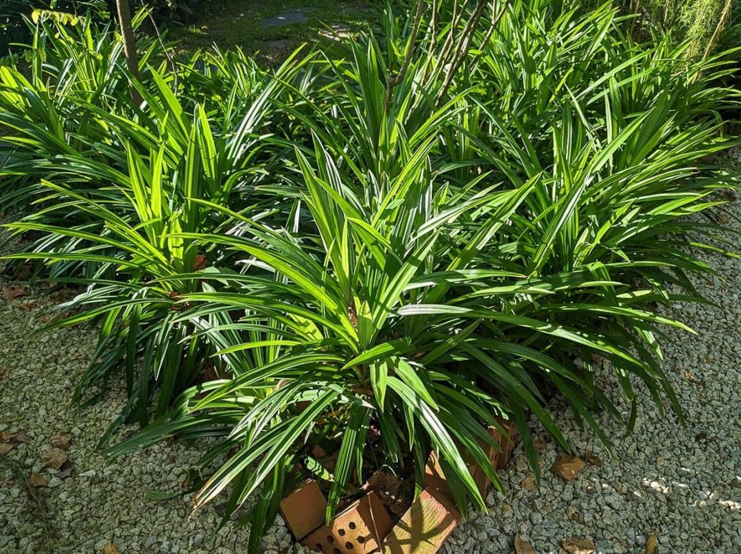 Live Pandan Plant – 3 Gal Pot – Approx. 2-3 Feet Tall – Fragrant ...