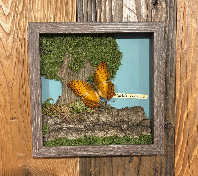 Vindula Erota Butterfly Taxidermy Shadow Box | Handmade Natural Wall ...