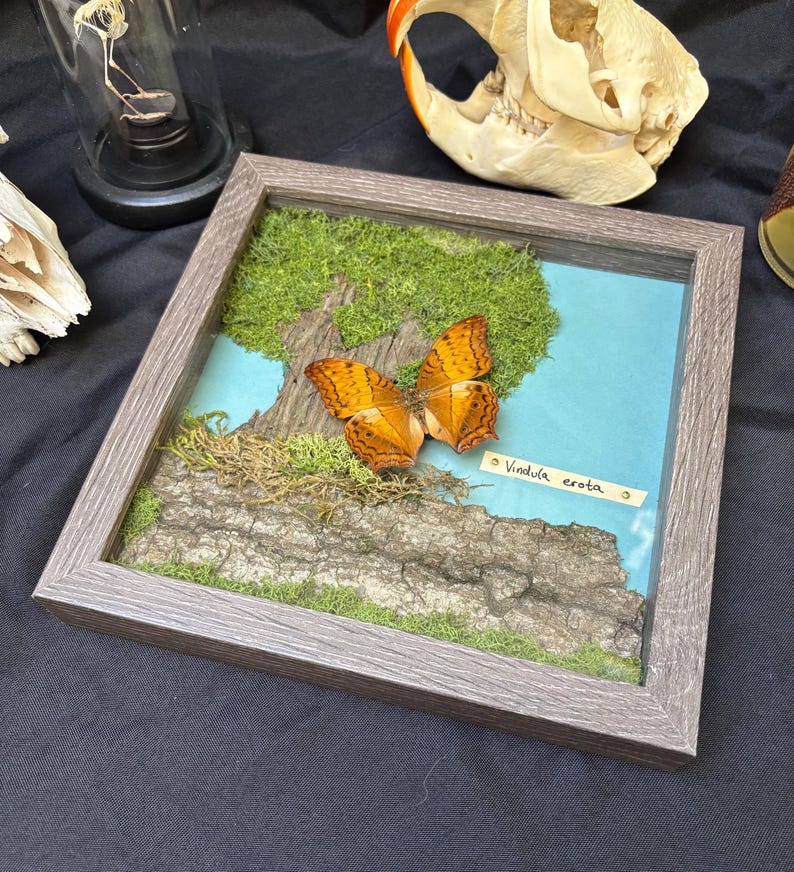 Vindula Erota Butterfly Taxidermy Shadow Box | Handmade Natural Wall ...