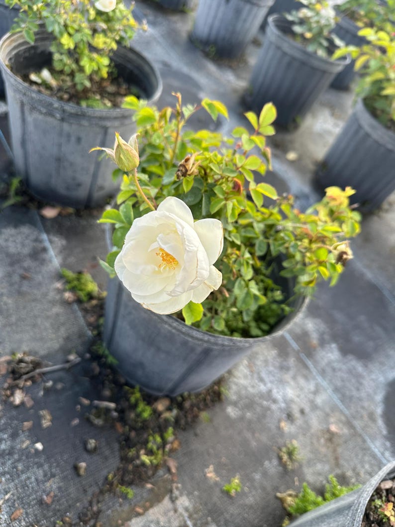 White Rose Rooted Cutting - Etsy