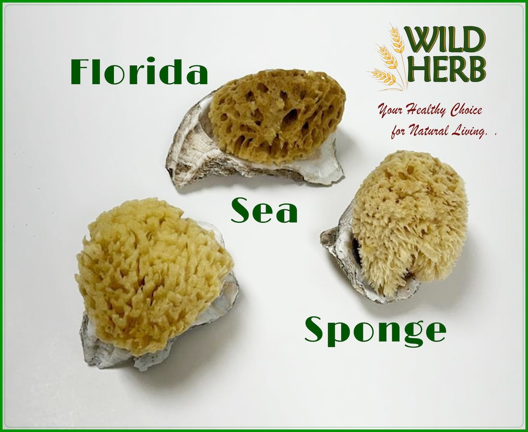 SEA SPONGE: Gulf of Mexico in Florida Shower & Bath Luxurious Sponges ...