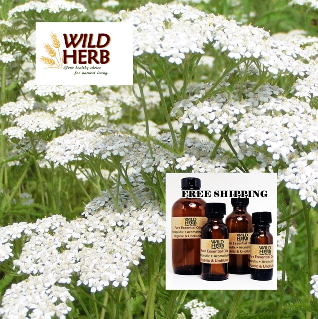 BLUE YARROW Essential Oil ORGANIC Pure, Full Strength Therapeutic ...