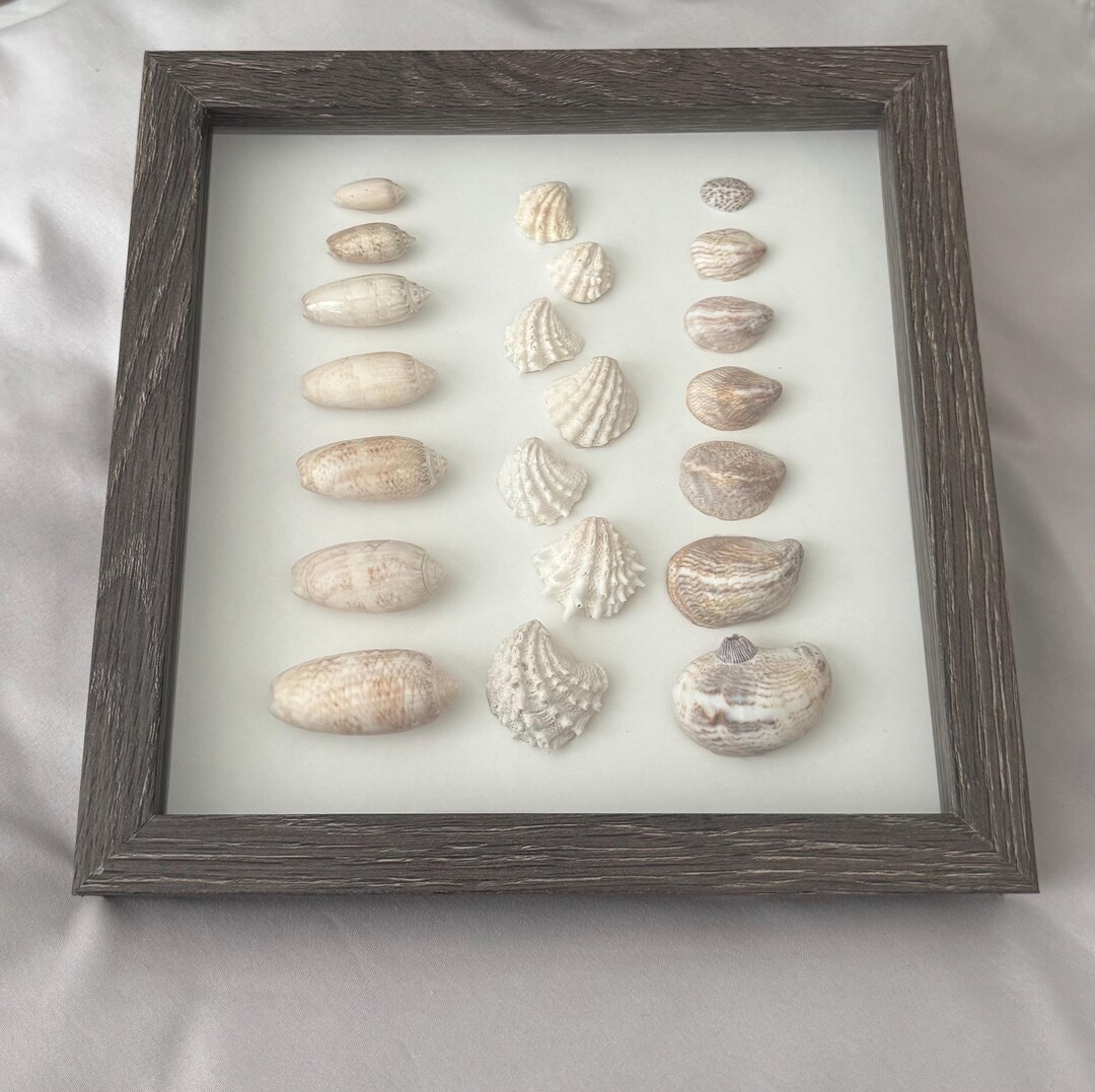 Florida Shell Display: Olive Shells, Spiky Jewel Boxes & Slipper Snails ...