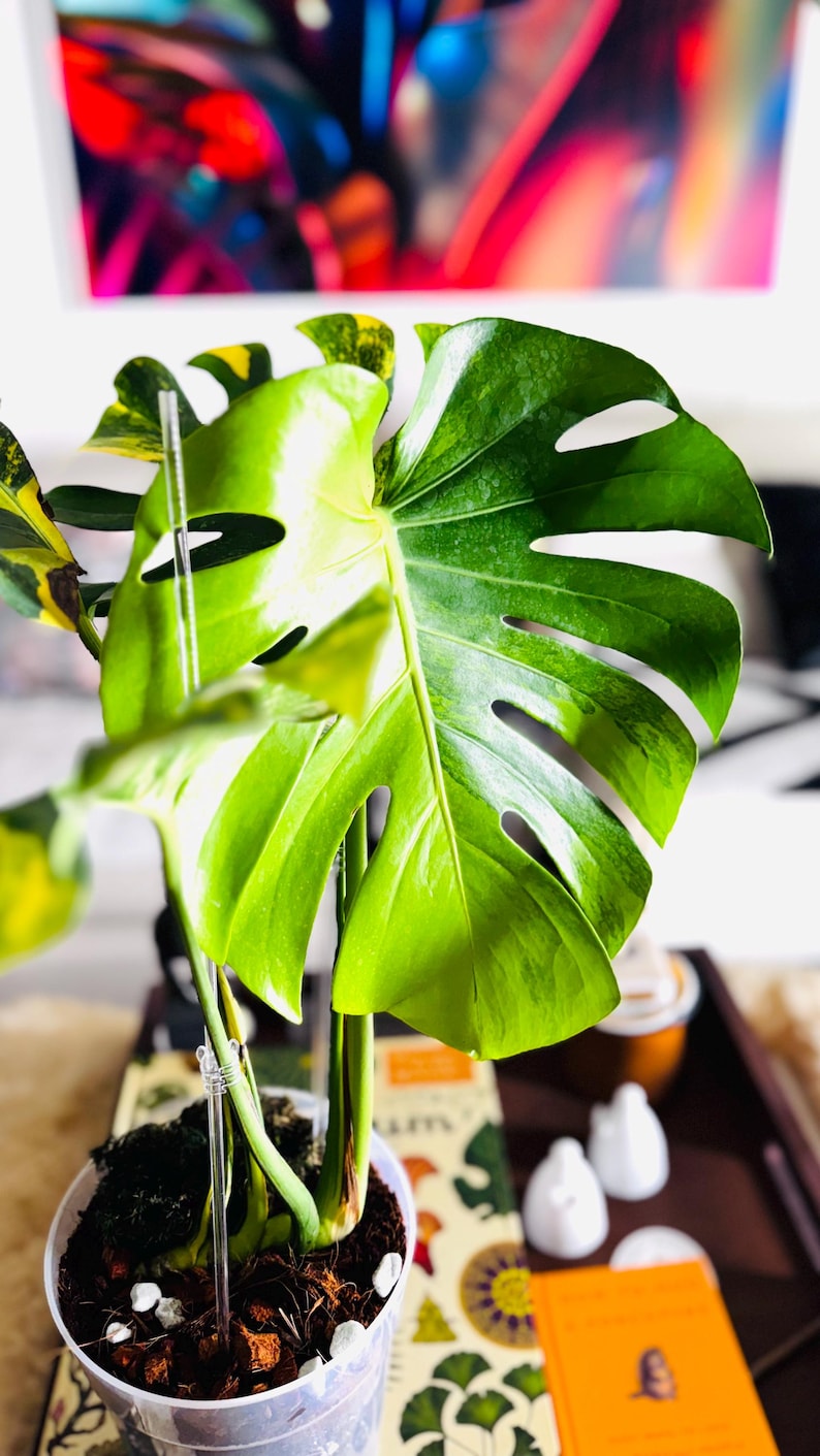 Actual Plant- Monstera Deliciosa Lemon Pom Pom - Etsy